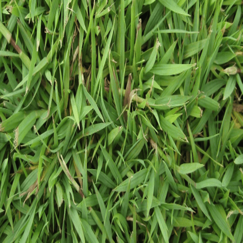 Aussie Blue Couch – QLD Landscape Supplies